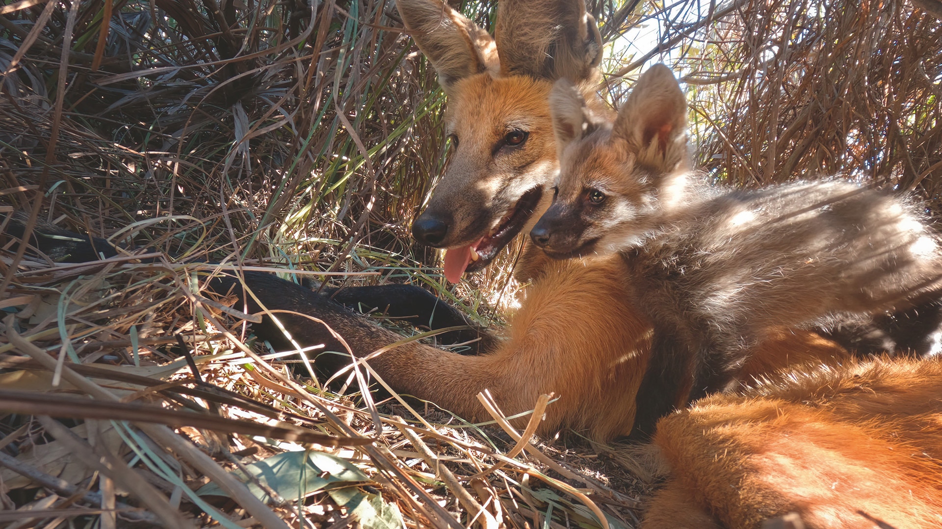 Rare Access: Filming Inside a Maned Wolf's Den | BBC Earth